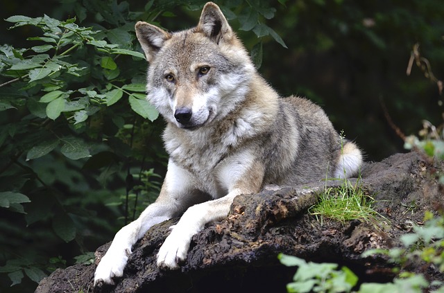 Scientists Track Lone Wolf Leaving Chernobyl’s Radioactive Exclusion Zone