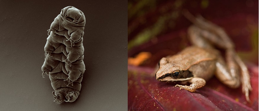 Biostasis: Could Slowing Biological Time Save Soldiers Lives on the ...