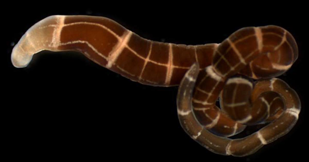 Coastal Worms Recently Evolved to Grow Back Head After Amputation