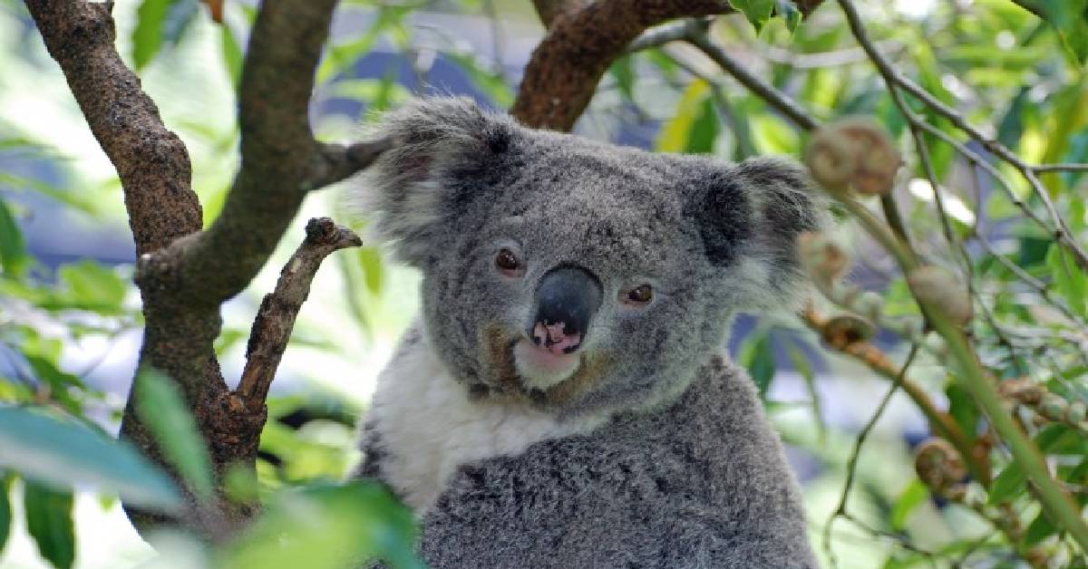Drone Technology Used for Noninvasive Monitoring of Koala Populations