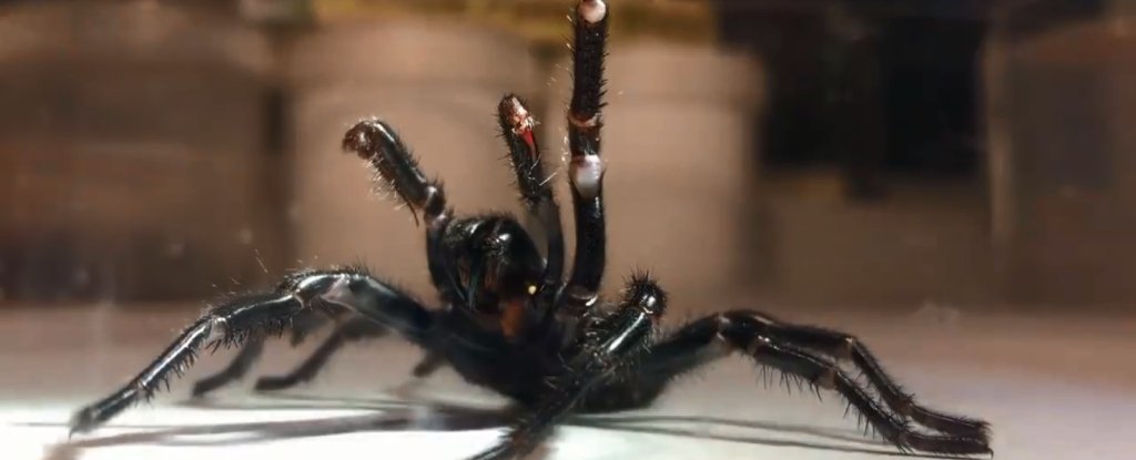 What Everyone Must Know About the World's Most Toxic Spider that was ...