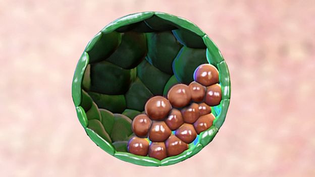 Scientists Create Embryo From Stem Cells Without Egg or Sperm For the ...