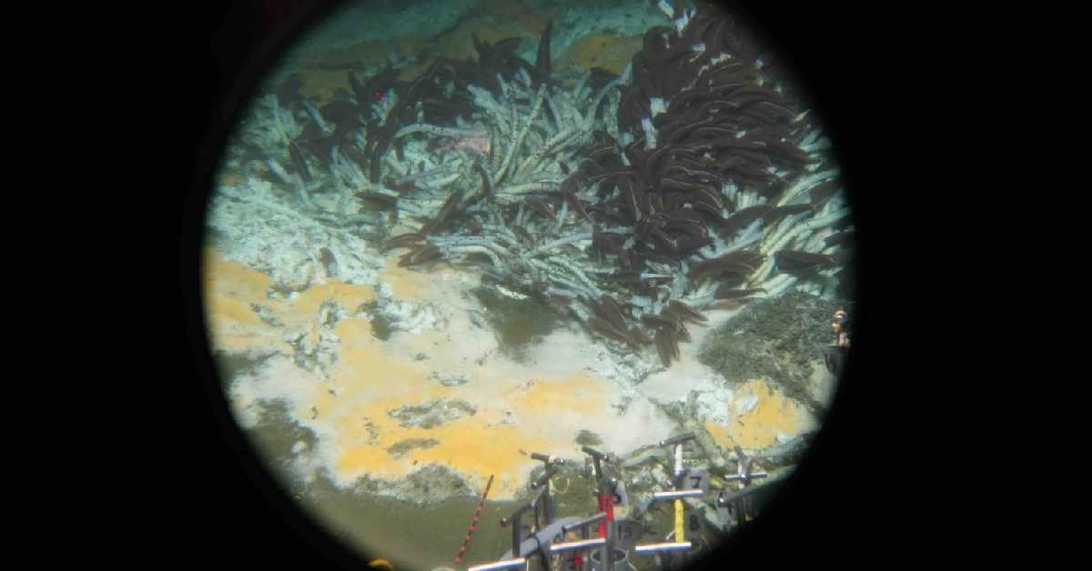 Deep-sea Microbes Discovered That Gobble Greenhouse Gases, Possibly Oil ...