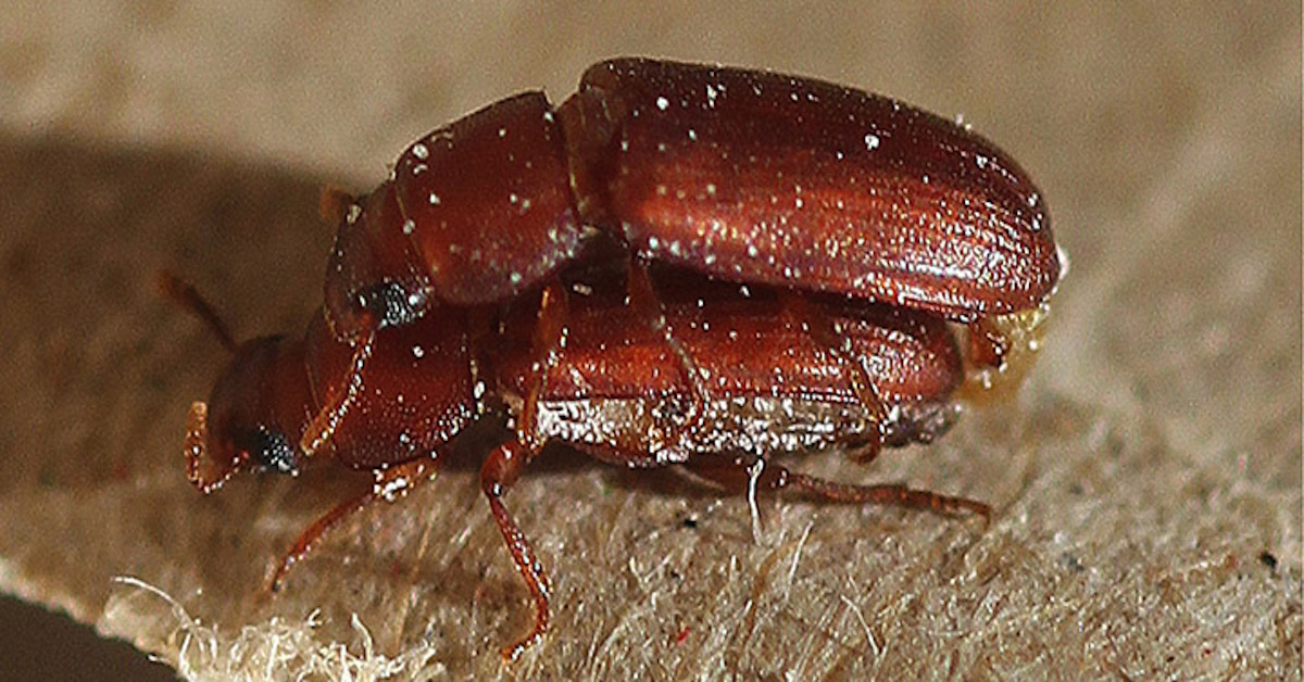 Climate Change Dramatically Affects Male Insect Reproductive Ability
