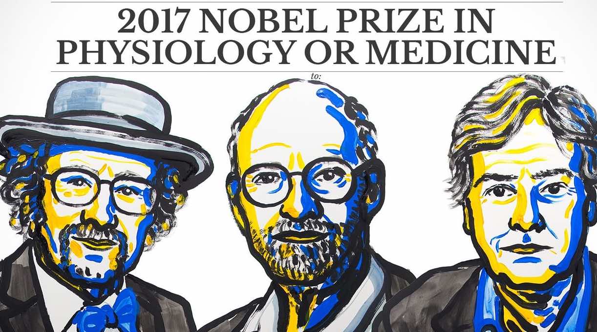 Nobel Prize in Medicine Awarded for the Discovery of How Our Cells ...