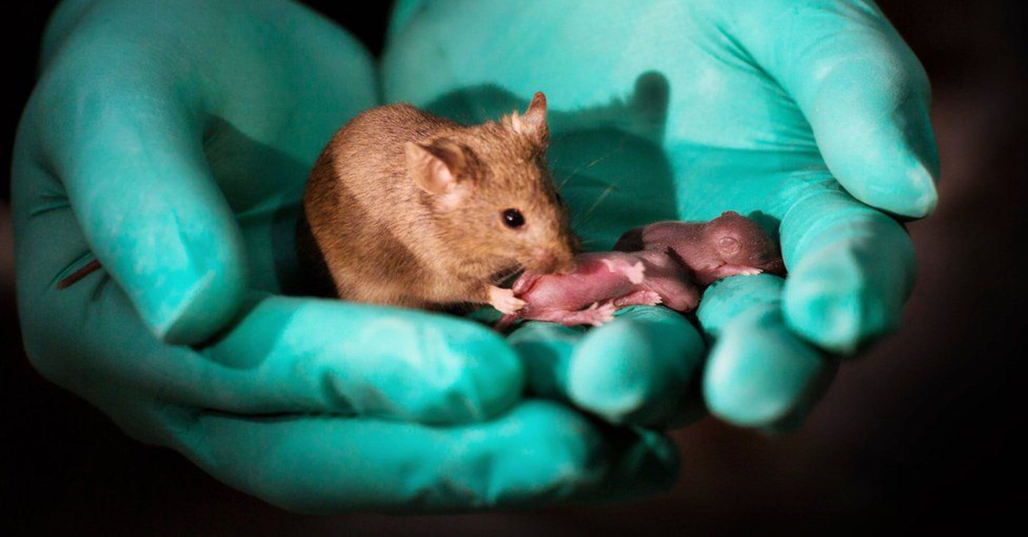 Healthy Mice Born From Same-Sex Parents For First Time Ever