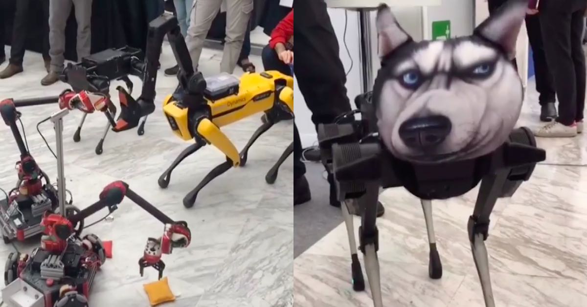 Watch This Robot Disguised as a Dog and SpotMini Try to Make Friends