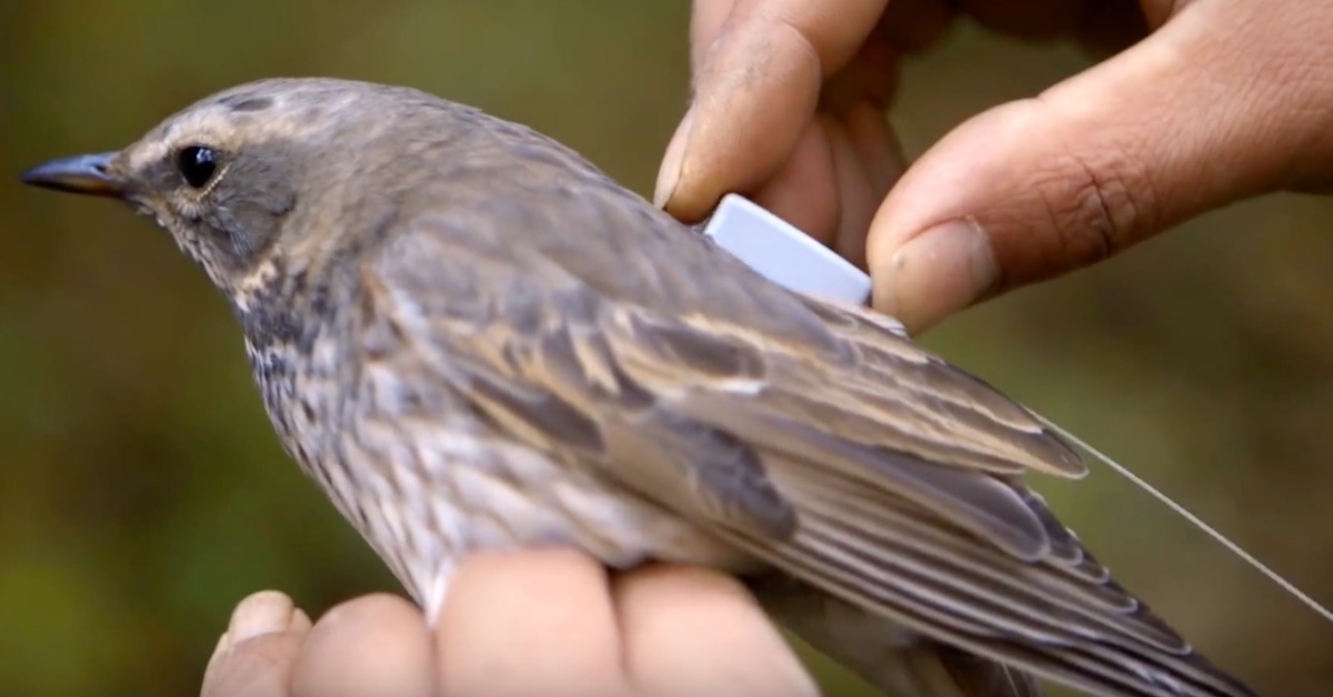 Why Do Scientists Want to Track Animals via Satellite?