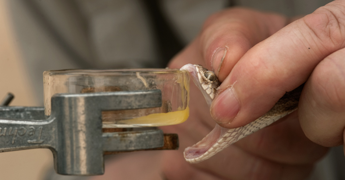 Venomous Creatures Provide Life-Saving Potential for Ill Humans