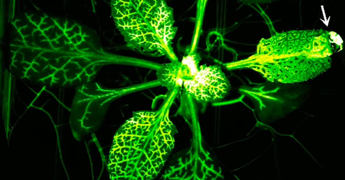 New Discoveries Made in How Plants Warn Each Other of Danger