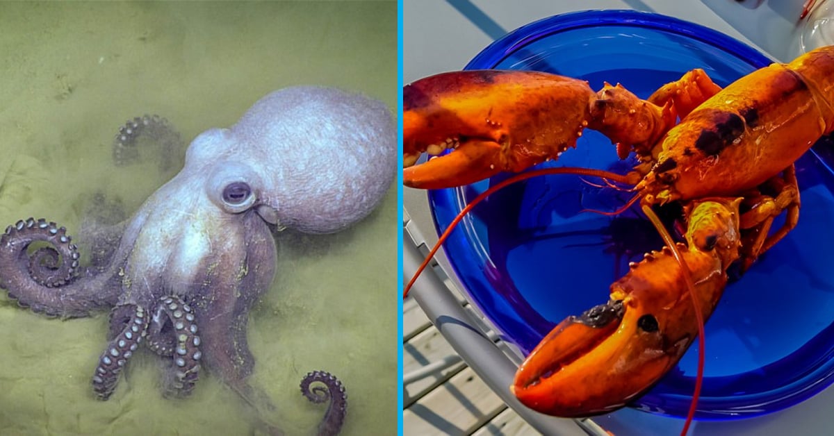 7 Times Animals Were Given Drugs for Research and What Happened