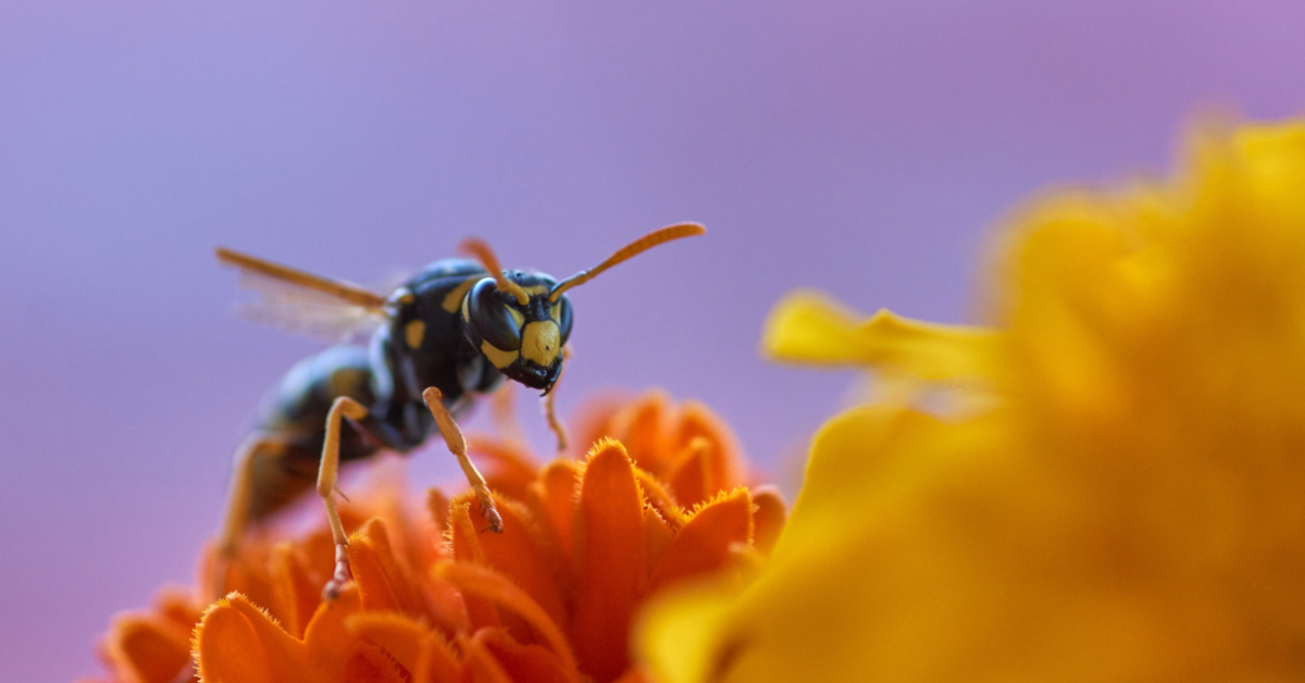 The Buzz of Bees Explained