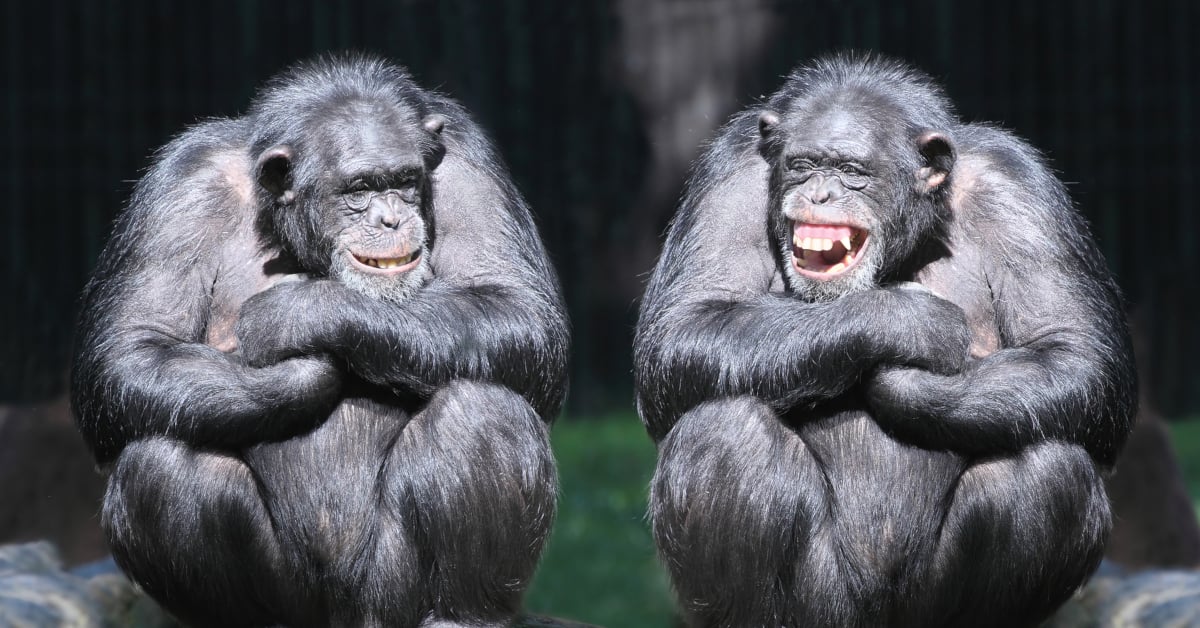 Chimpanzees' Communicative Gestures Share Similarities to Spoken Human ...