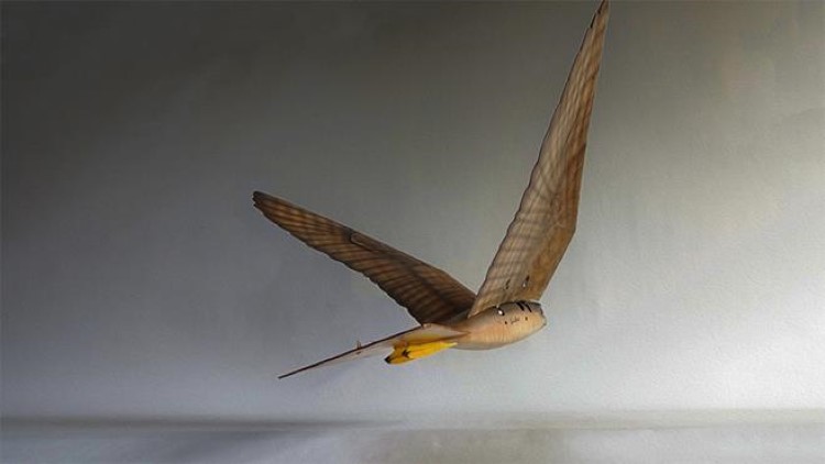 Robotic Robird bird deterrent looks and acts like a real bird