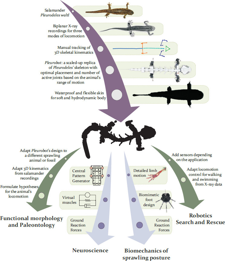Engineers Create Stunningly Accurate Salamander Robot