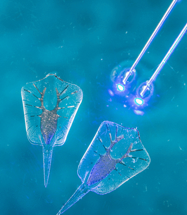 Researchers Develop Robotic Stingray from Living Rat Cells