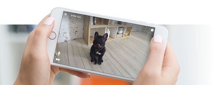 Remote Pet Camera Lets You Play with Your Pet While You're Away