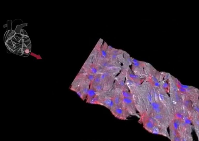 Harvard Researchers Create 3-D Printed Heart on a Chip