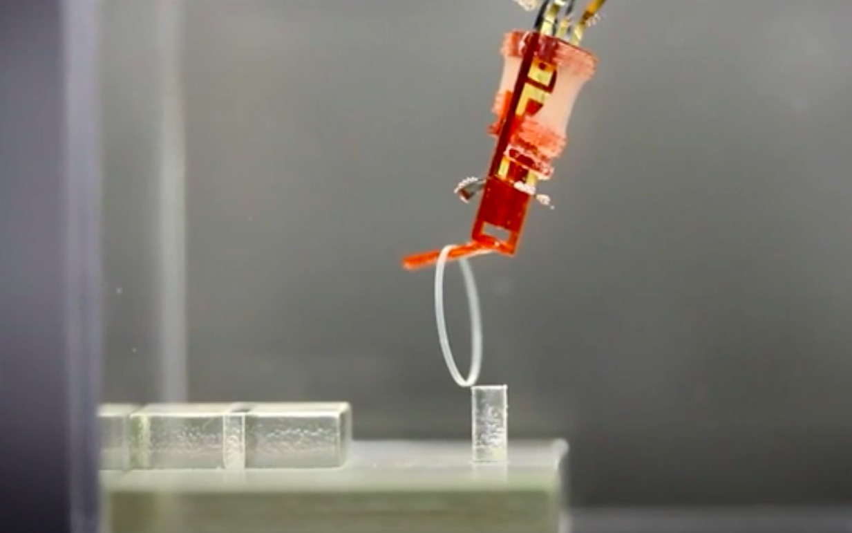 New Biohybrid Robot Uses Living Muscle Tissue to Move a Finger