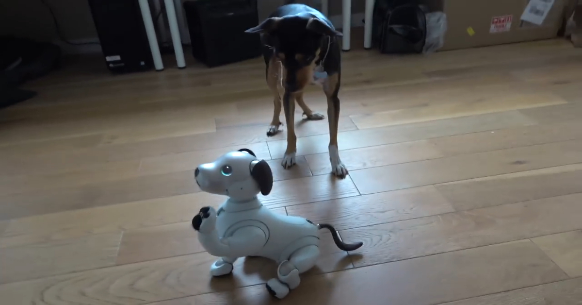Robot Dog Makes Friends With Real Dog