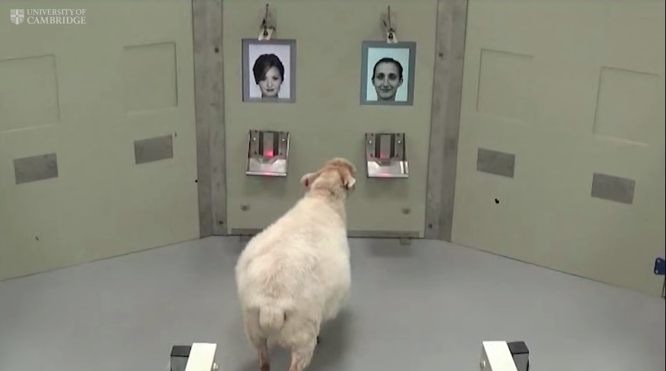 These Sheep Can Recognize Faces of Celebrities From Photographs