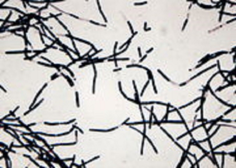 Bacteria-Powered Engine Breakthrough