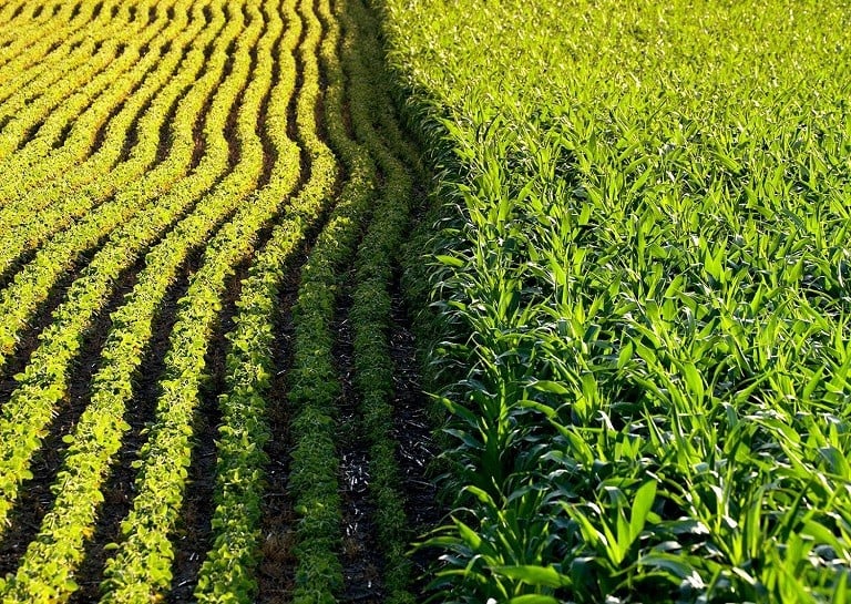 Largest Study of GM Crops Yield Surprising Results
