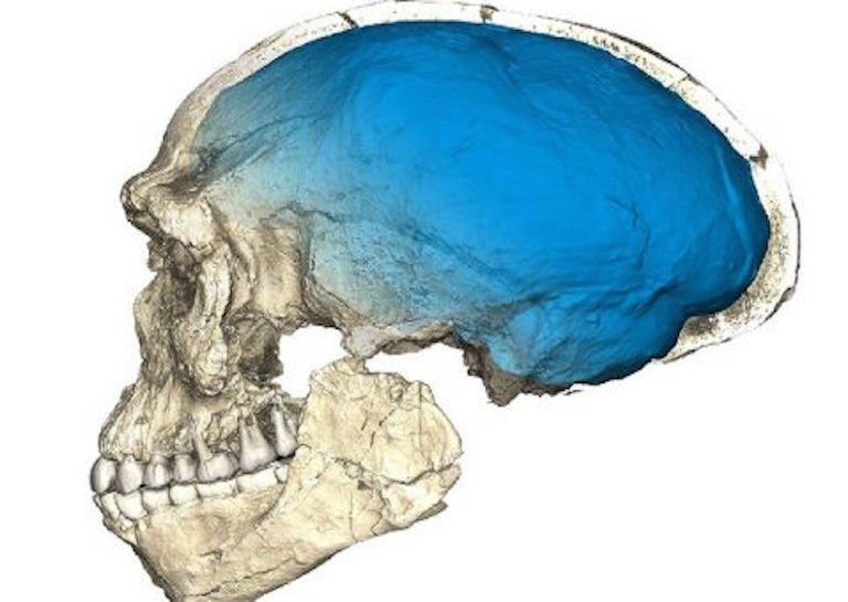 New Discovery of 300,000-Year-Old Homo Sapiens Fossils Rewrites Human ...