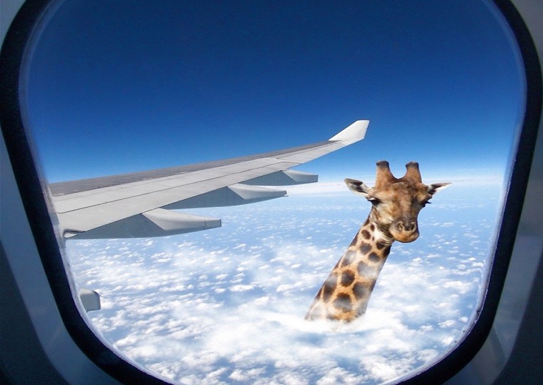 Why are all aircraft windows round?