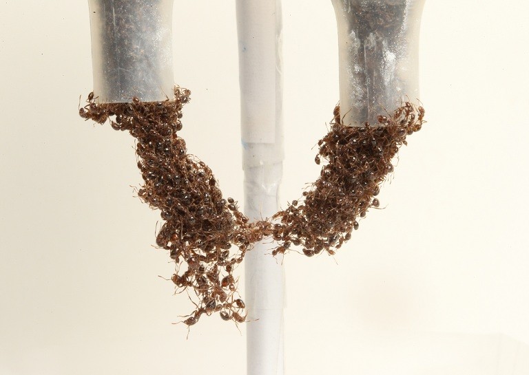 Ant Engineering: A liquid and a Solid?