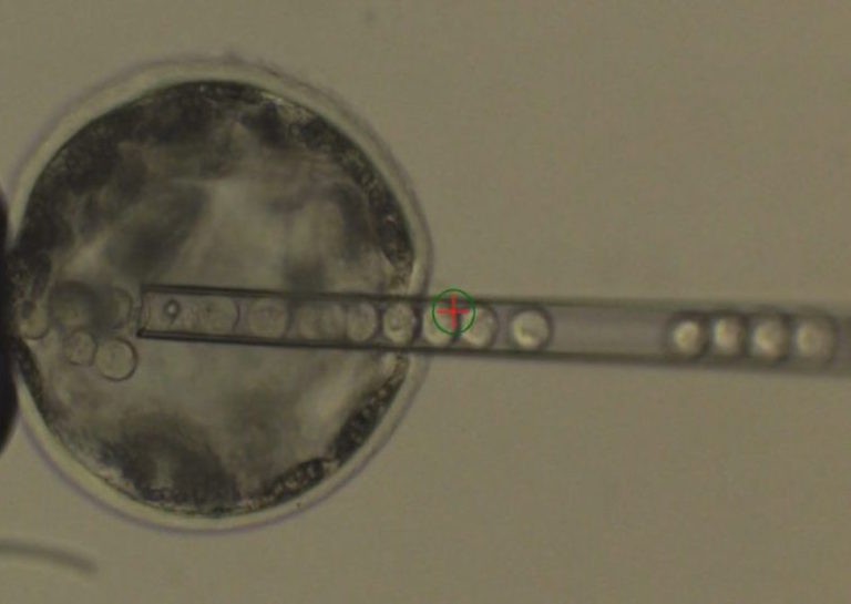 Scientists Create Human-Pig Hybrids to Grow Organs for Transplant