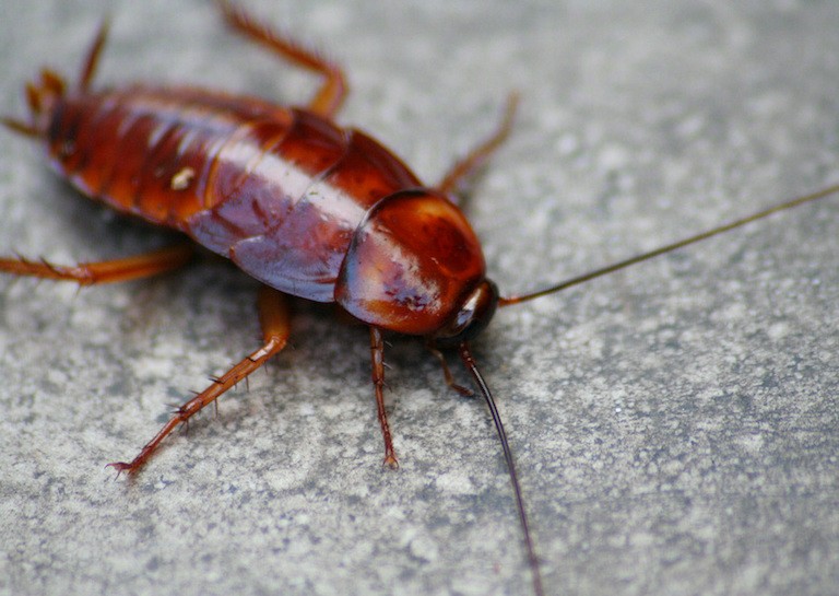 Cockroach Milk May be the Next Superfood According to Scientists