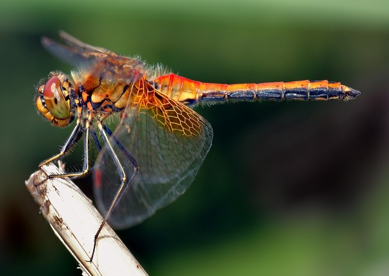 Insect-Inspired Wind Turbines Offer 35% More Efficiency