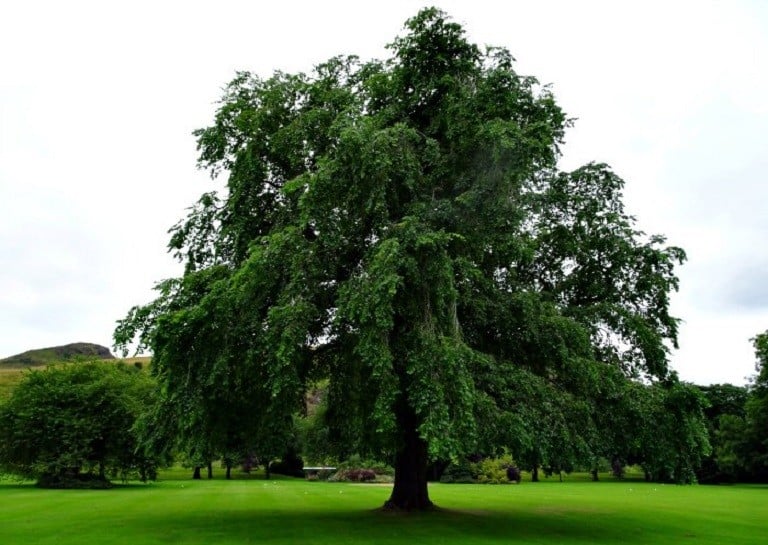 Hiding in Plain Sight: 'Extinct' Trees Found in Royal Garden