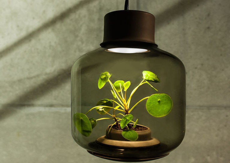 Can Plants Grow Without Sunlight