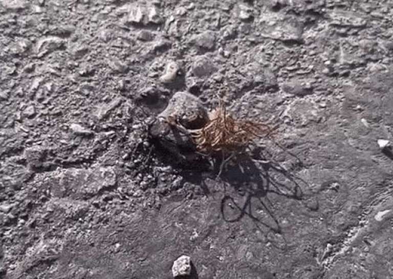 Watch as Parasites Destroy this Dead Cricket's Corpse
