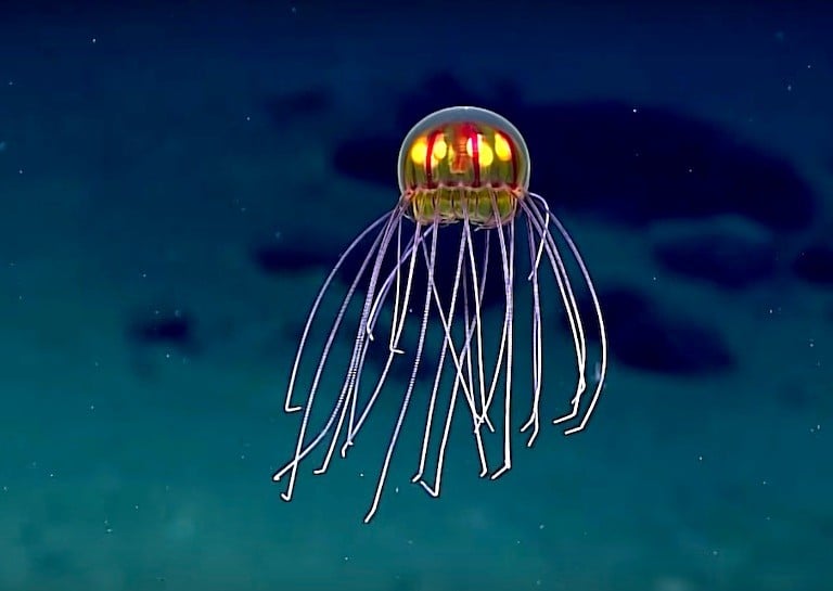 New Species of Reflective Jellyfish Discovered in Marianas Trench