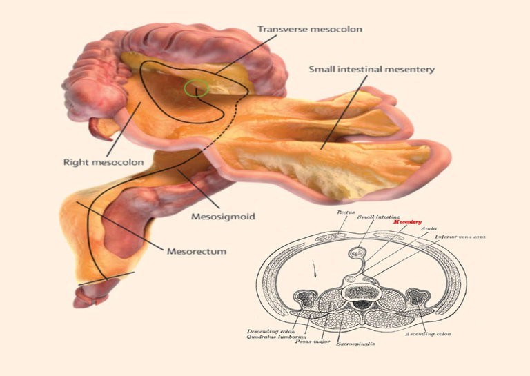 Organ Anatomy Diagram Human Body Organs Unlabeled Diagram Human