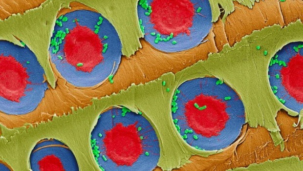 Water filter from trees created by scientists