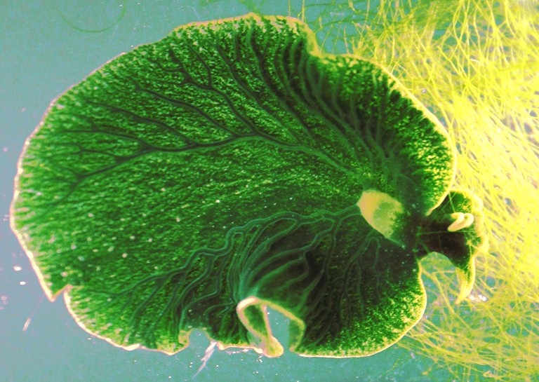 Meet The Solar-Powered Sea Slug That's Half Animal, Half Plant