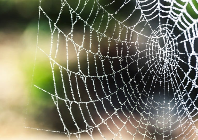 This Antibiotic Spider Silk Makes a Better Bandage