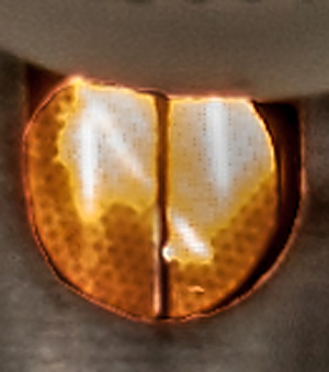 Observing Molecular Dynamics of Chemical Reactions in Real Time