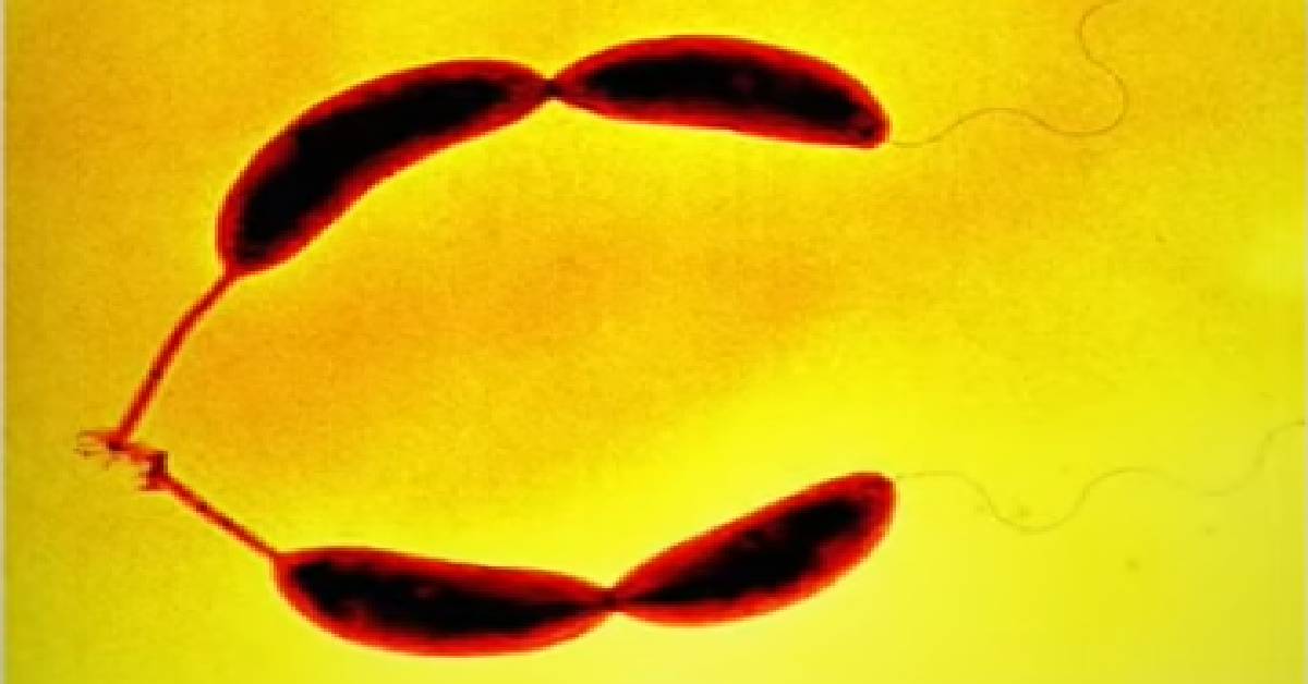 Scientists Make First-Ever Computer-Generated Bacterial Genome