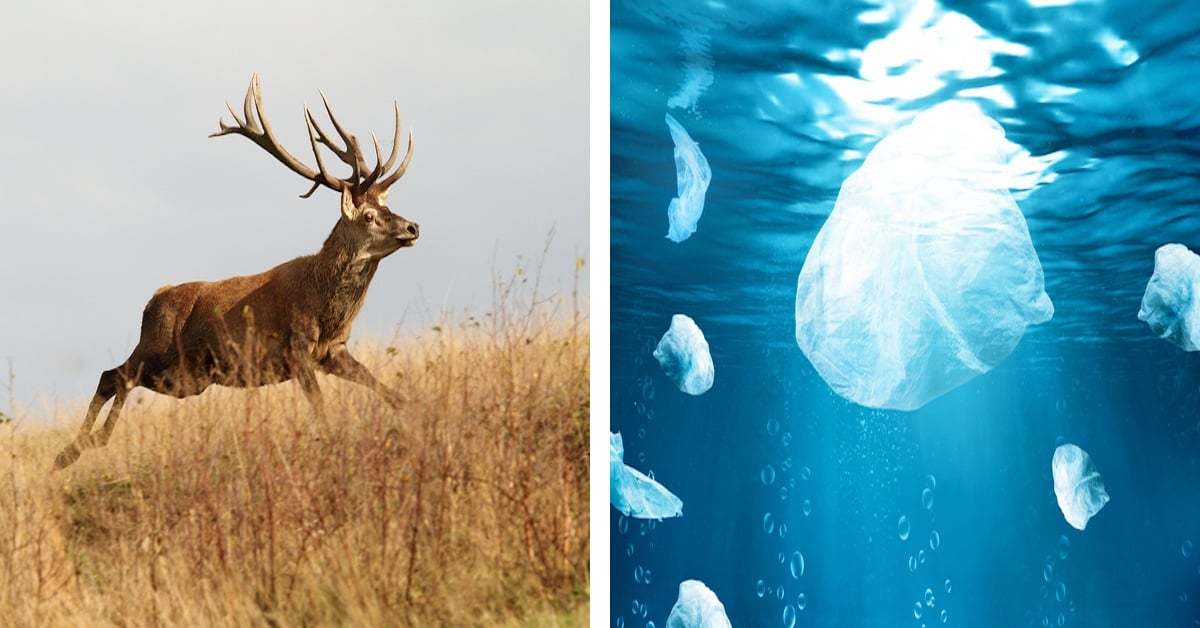 5 of the Most Stunning yet Heartbreaking Adverts That Will Move You