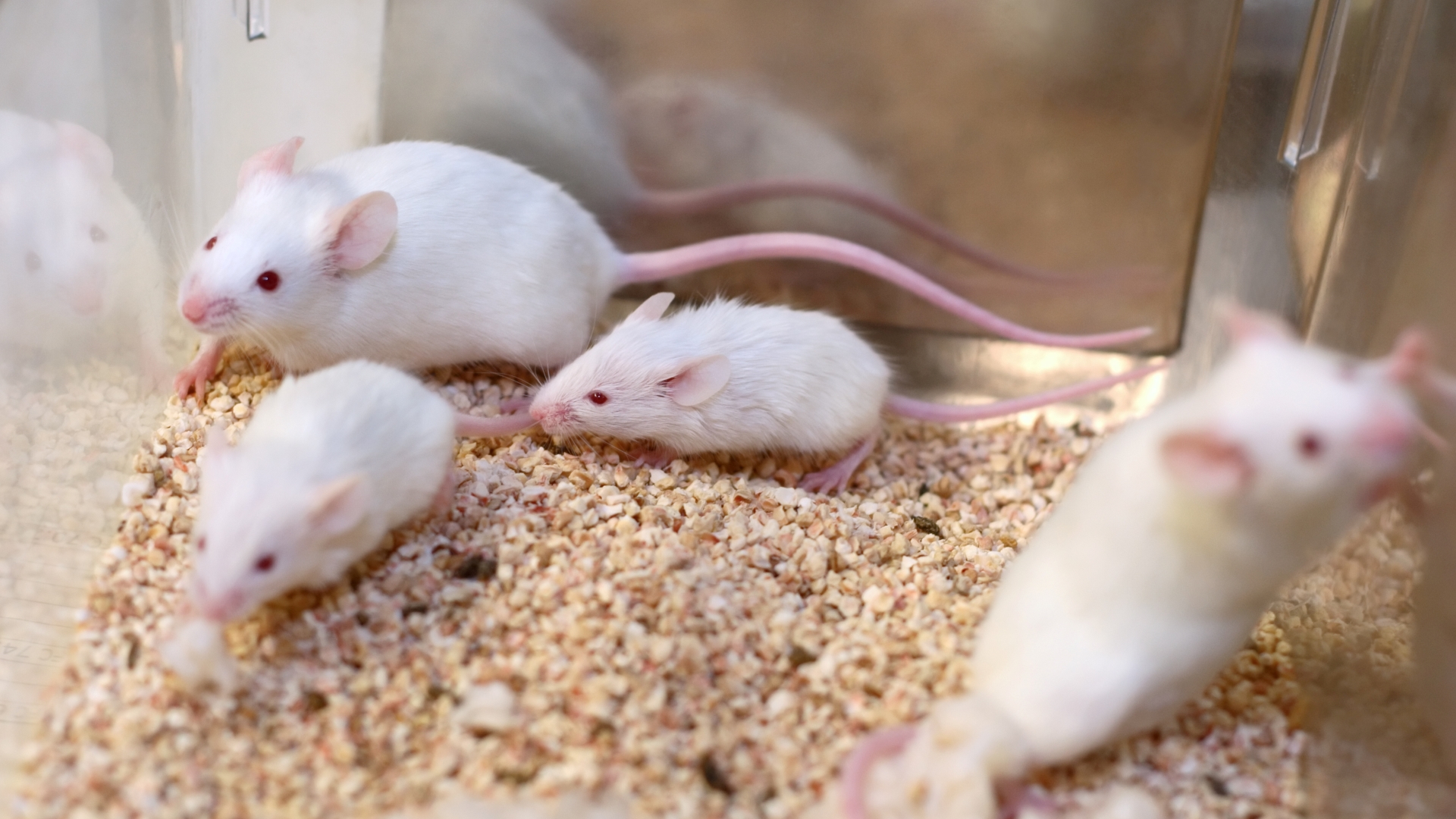 The laboratory conditions we provide to mice may be affecting study ...