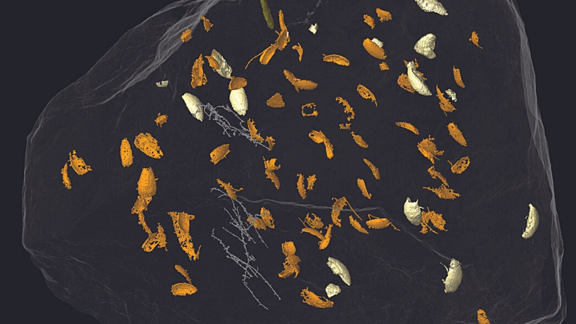 Digging Through Poop, Scientists Discover 230-Million-Year-Old Beetle ...