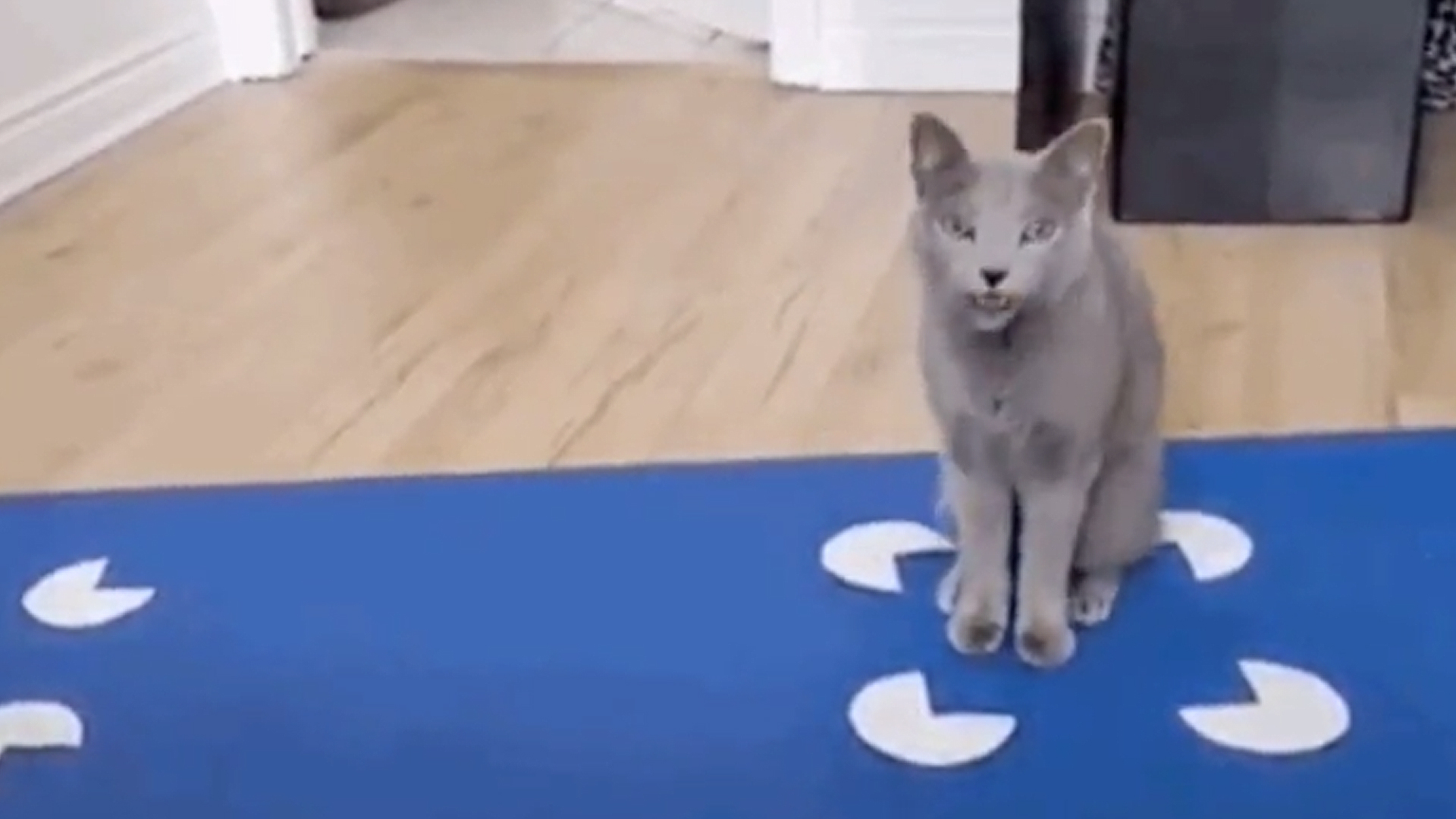 Cats Don't Care If A Square is Imaginary, They'll Sit on it Either Way