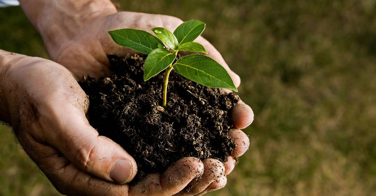 Filipino Students Will Now Have to Plant 10 Trees to Graduate