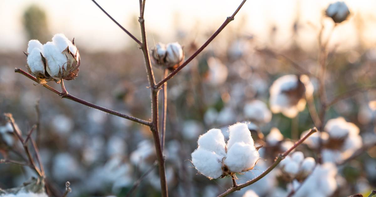 Goodbye Chemical Dyes! Scientists Are Now Producing Sustainable Colored ...