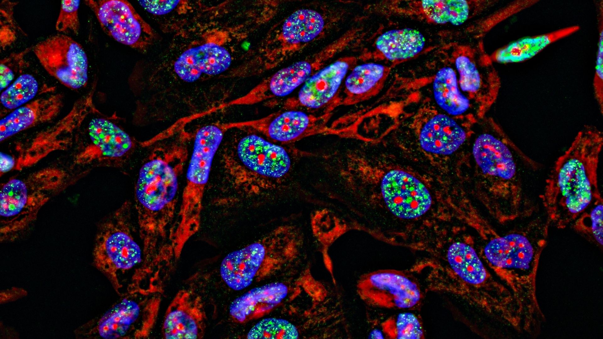 Researchers Create DNA Modified "Super Soldiers" to Fight Cancer